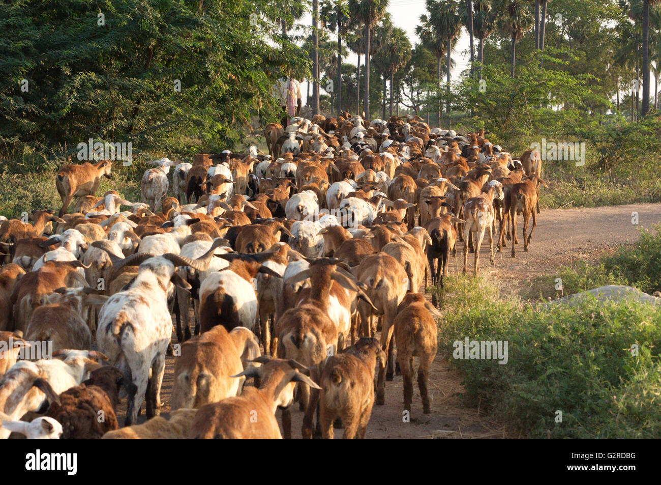 Indian Goats Stock Photos & Indian Goats Stock Images - Alamy