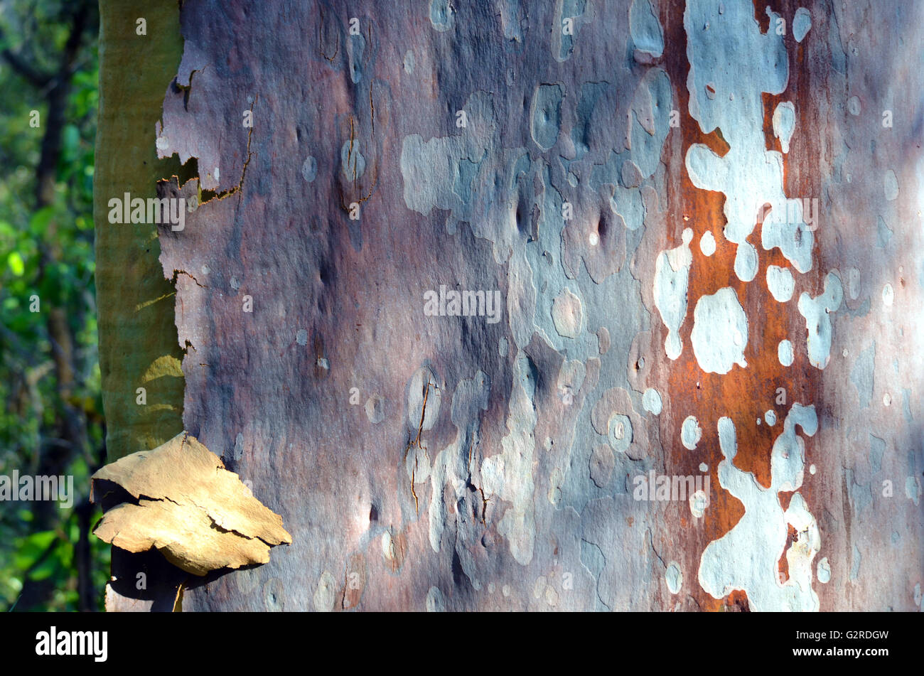Colorful (purple, grey, red, green) and spotted Australian gum tree ...