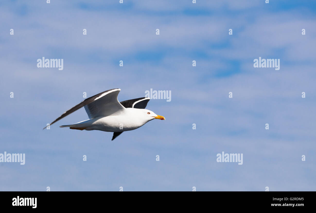 Great black-backed gull. Big white seagull flying in cloudy sky, close ...