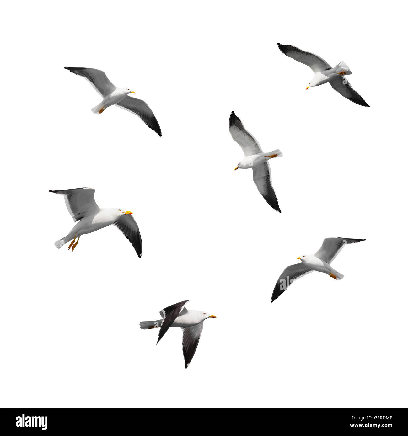 Great black-backed gulls. Set of big flying seagulls isolated on white ...