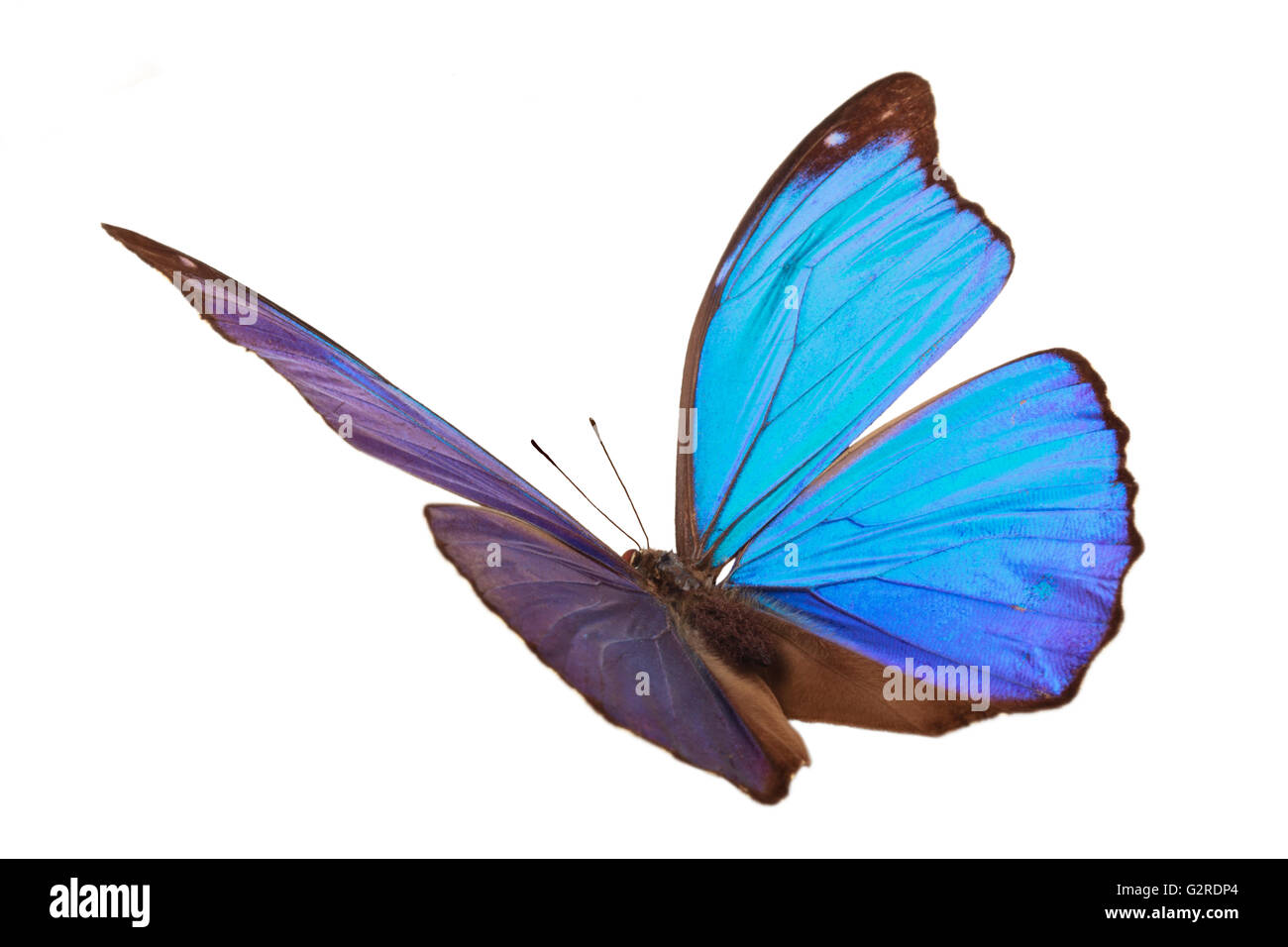 Closeup shot of blue butterfly (Morpho Menelaus) isolated on white ...