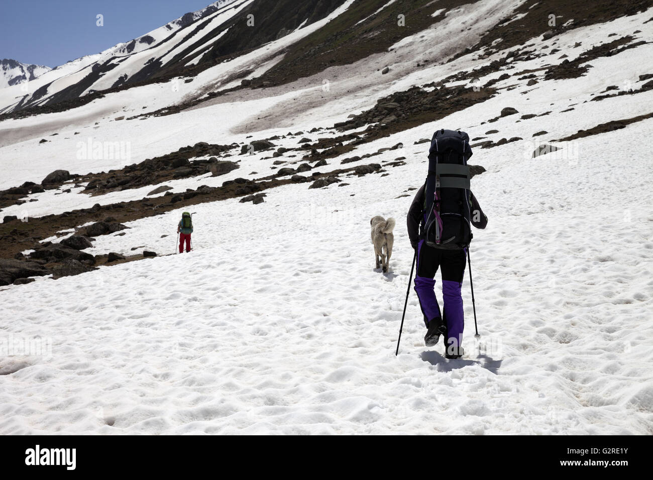 Two hikers and dog in snowy mountains at spring. Turkey, Kachkar ...