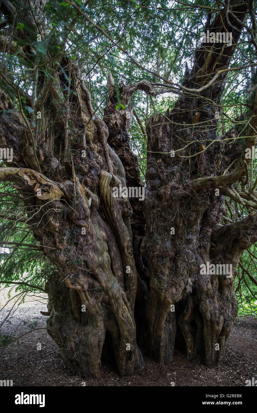 Wraysbury, UK. 23rd May, 2016. The Ankerwycke Yew, an ancient yew tree ...