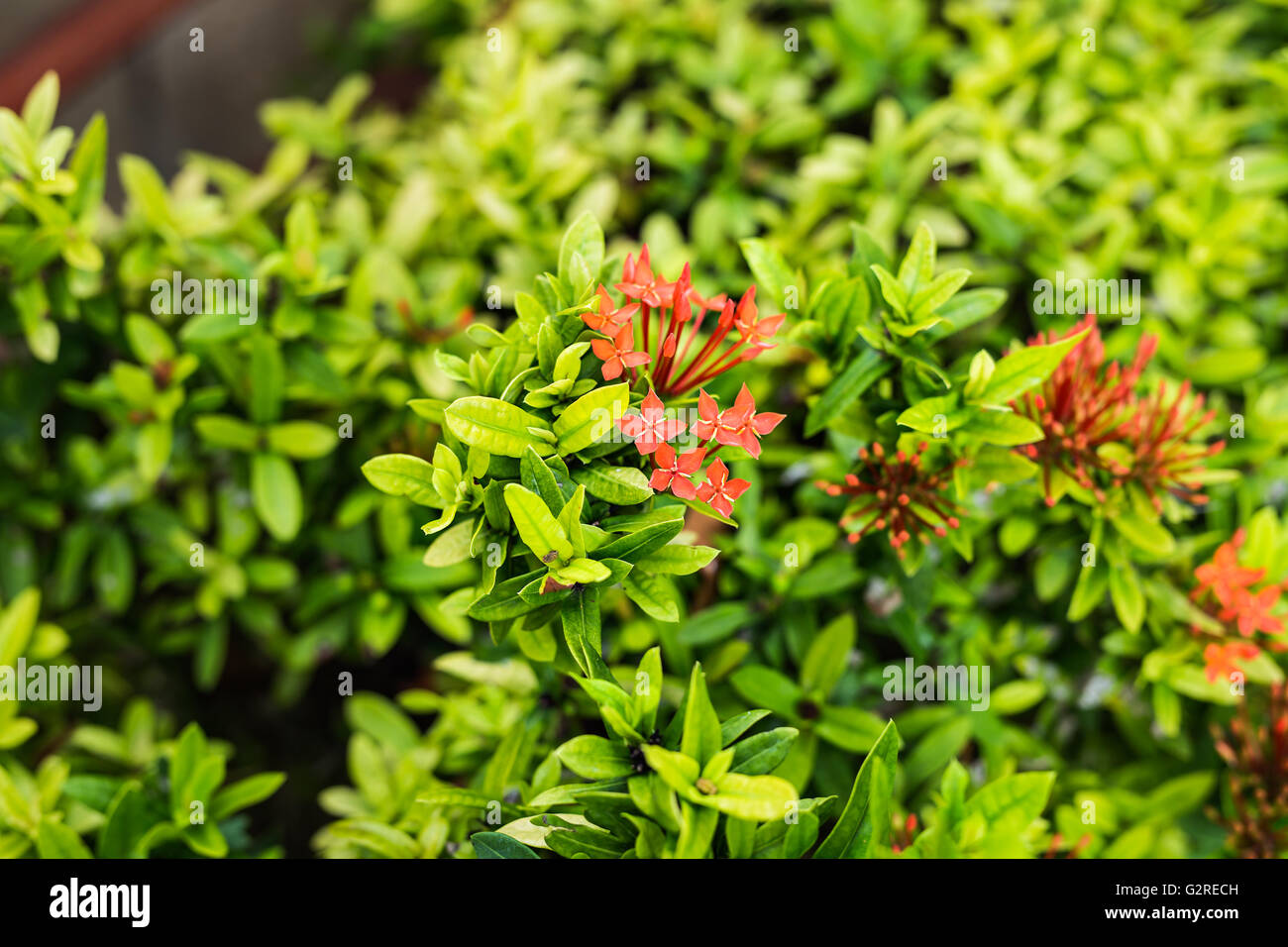 red flowers on the bush Stock Photo - Alamy