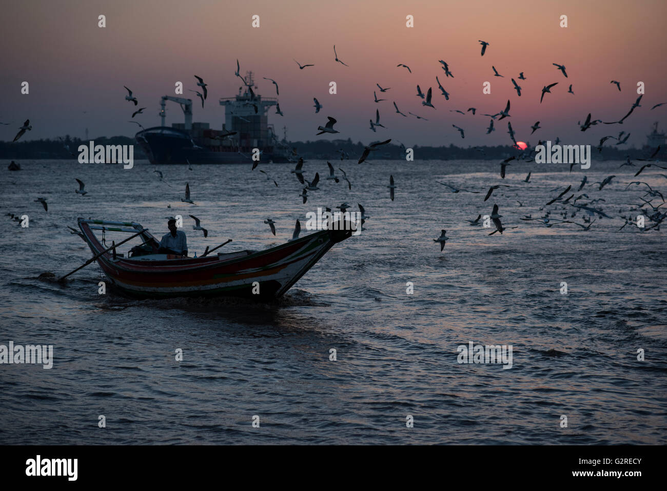 Myanmar birds hi-res stock photography and images - Alamy