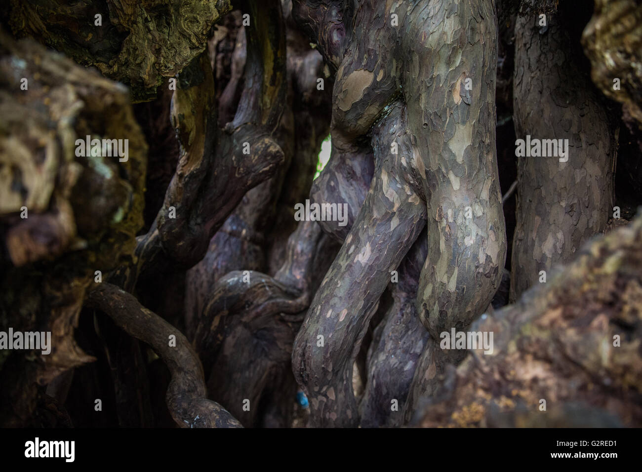 Wraysbury, UK. 23rd May, 2016. Detail of the interior of the Ankerwycke ...