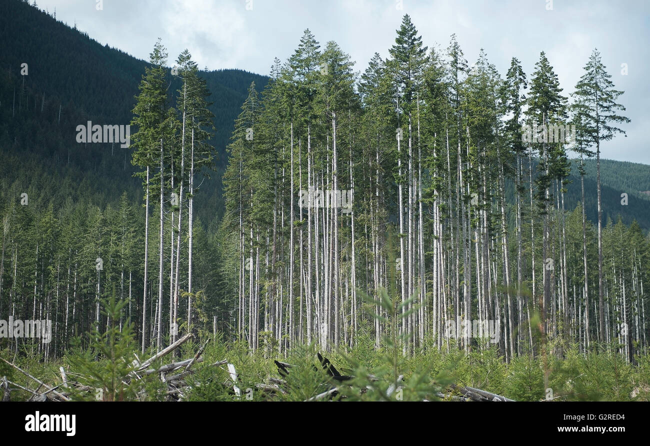 Strait Trees with Blue sky 2, Port Renfrew, BC Stock Photo - Alamy