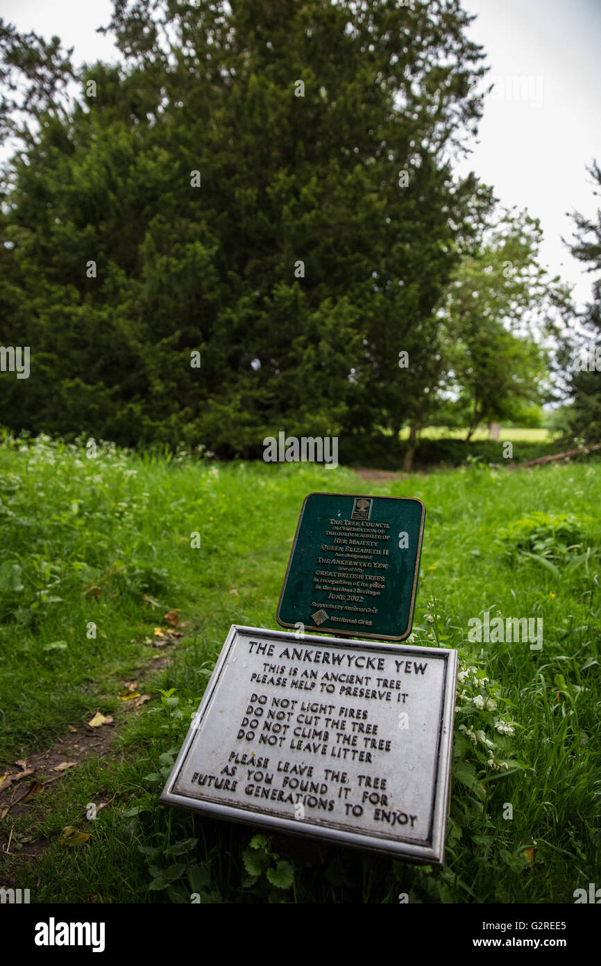 Wraysbury, UK. 23rd May, 2016. The Ankerwycke Yew, an ancient yew tree ...