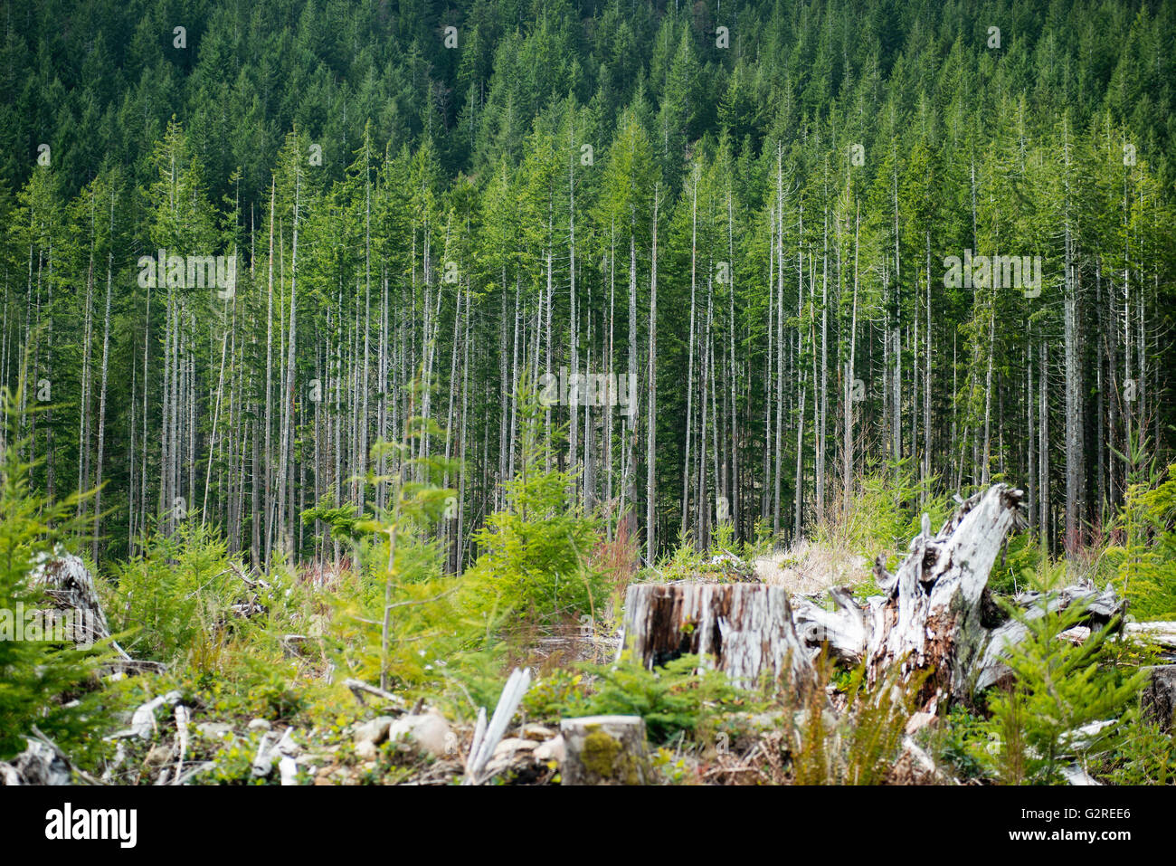 Strait Trees after logging field 2, Port Renfrew.Canada Stock Photo - Alamy