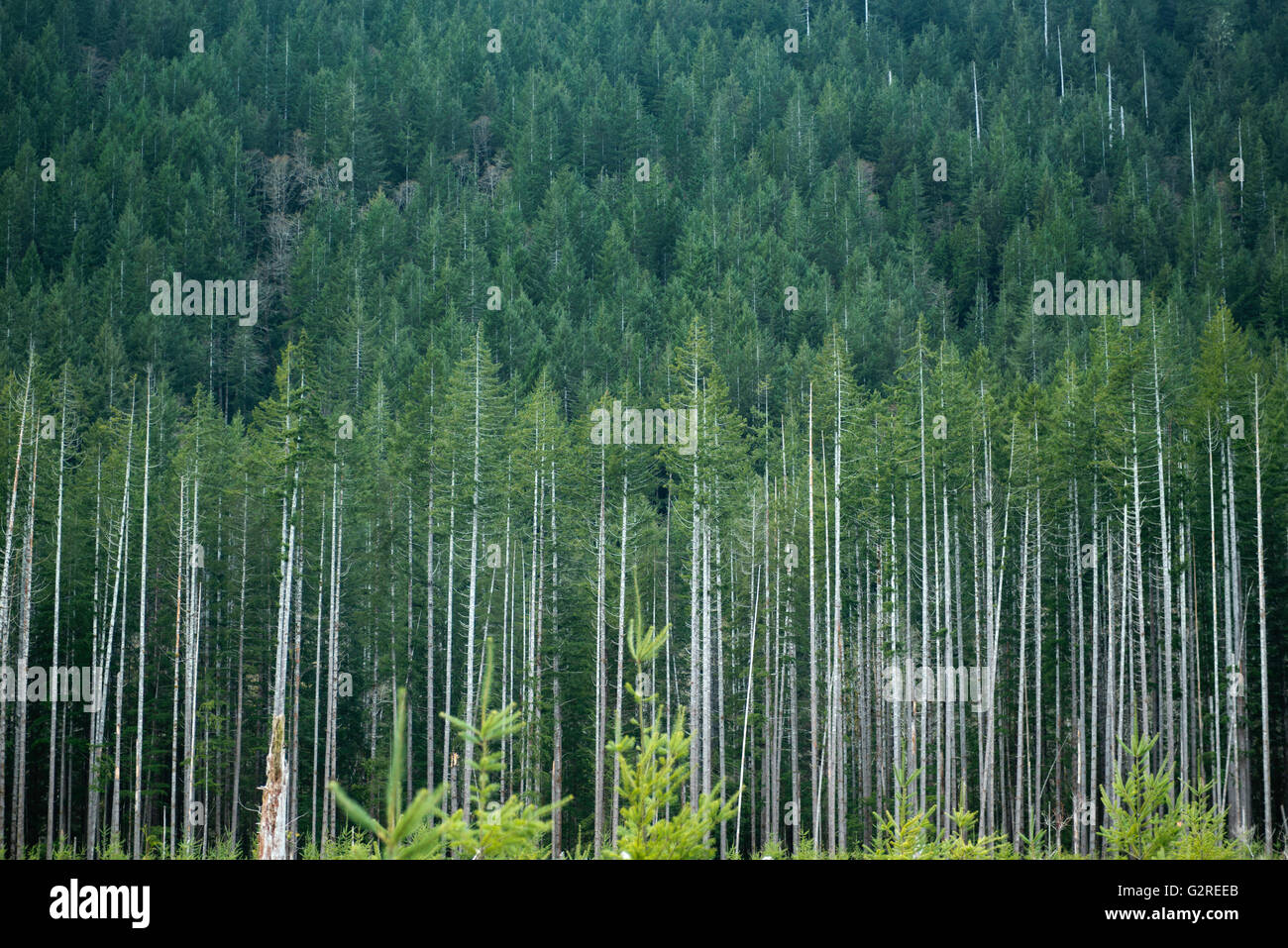 Strait Trees after logging field,Port Renfrew.Canada Stock Photo - Alamy