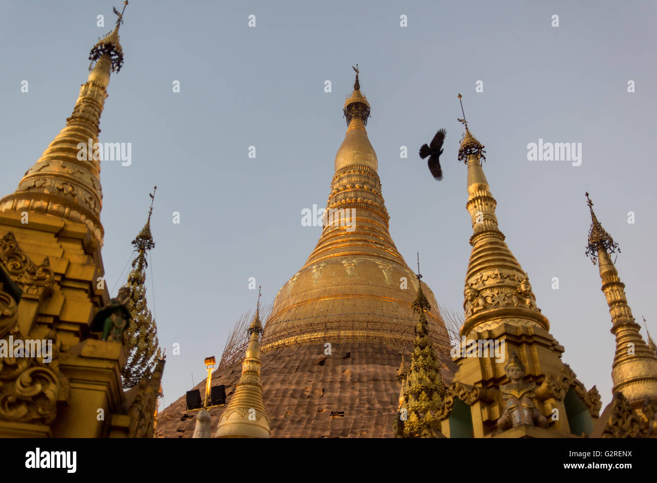 National bird of myanmar hi-res stock photography and images - Alamy