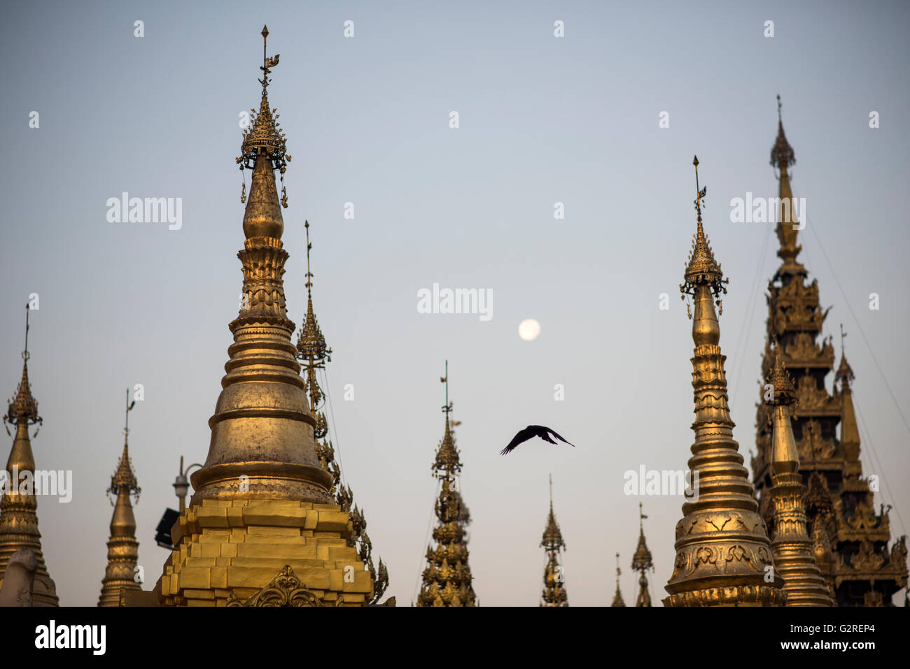 National bird of myanmar hi-res stock photography and images - Alamy