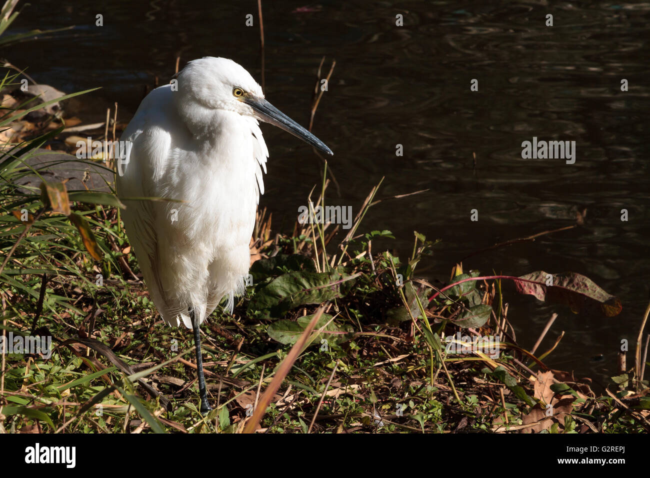 A Little Egret (Egretta Garzetta) by a pond in Hibiya Park, Tokyo ...