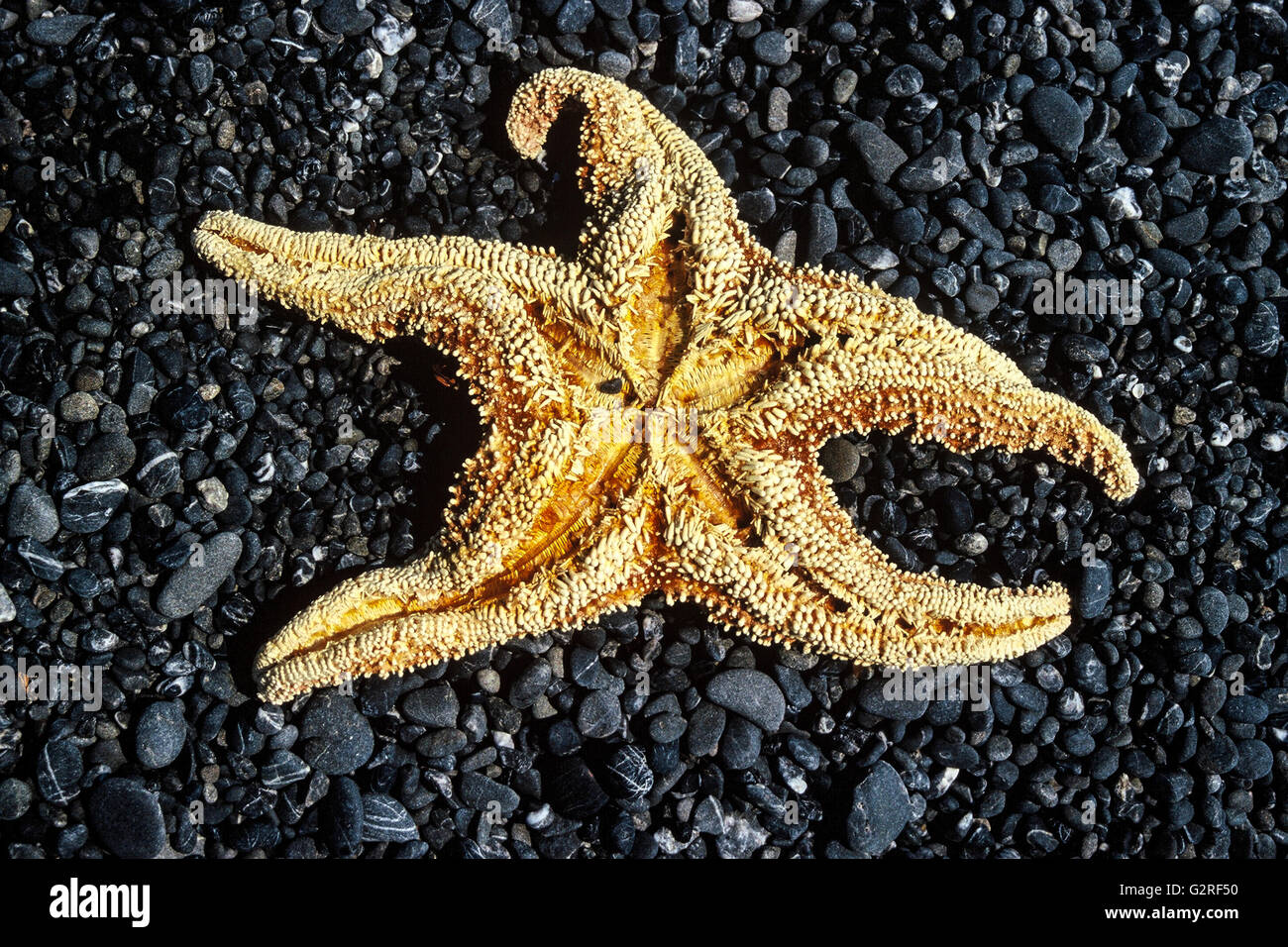 Backgrounds pebble stone starfish hi-res stock photography and images ...