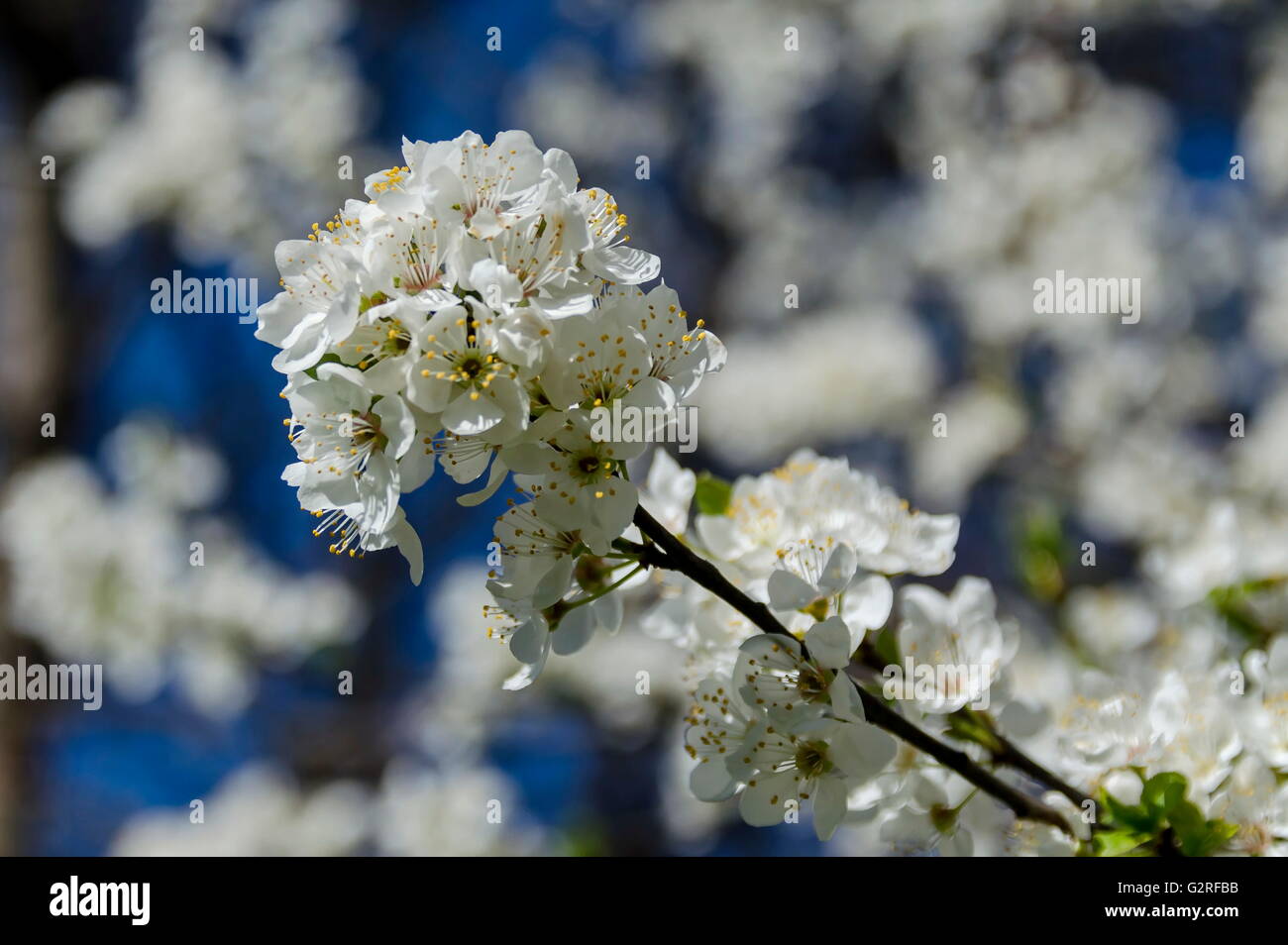 Springtime plumtree branch at park in blossom, Pancharevo, Bulgaria ...