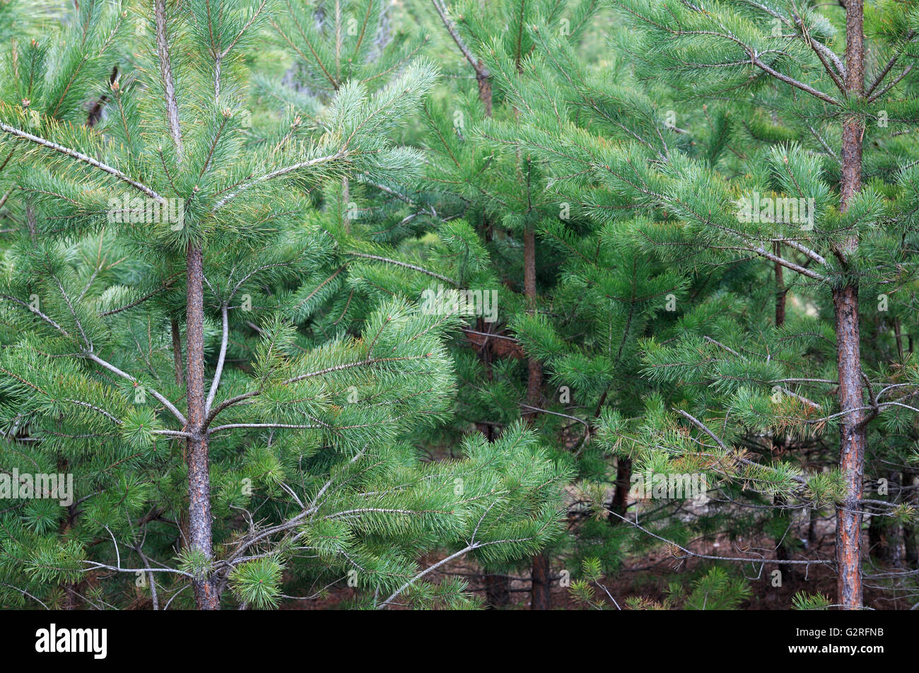 Green pine forest spruce trees hi-res stock photography and images - Alamy