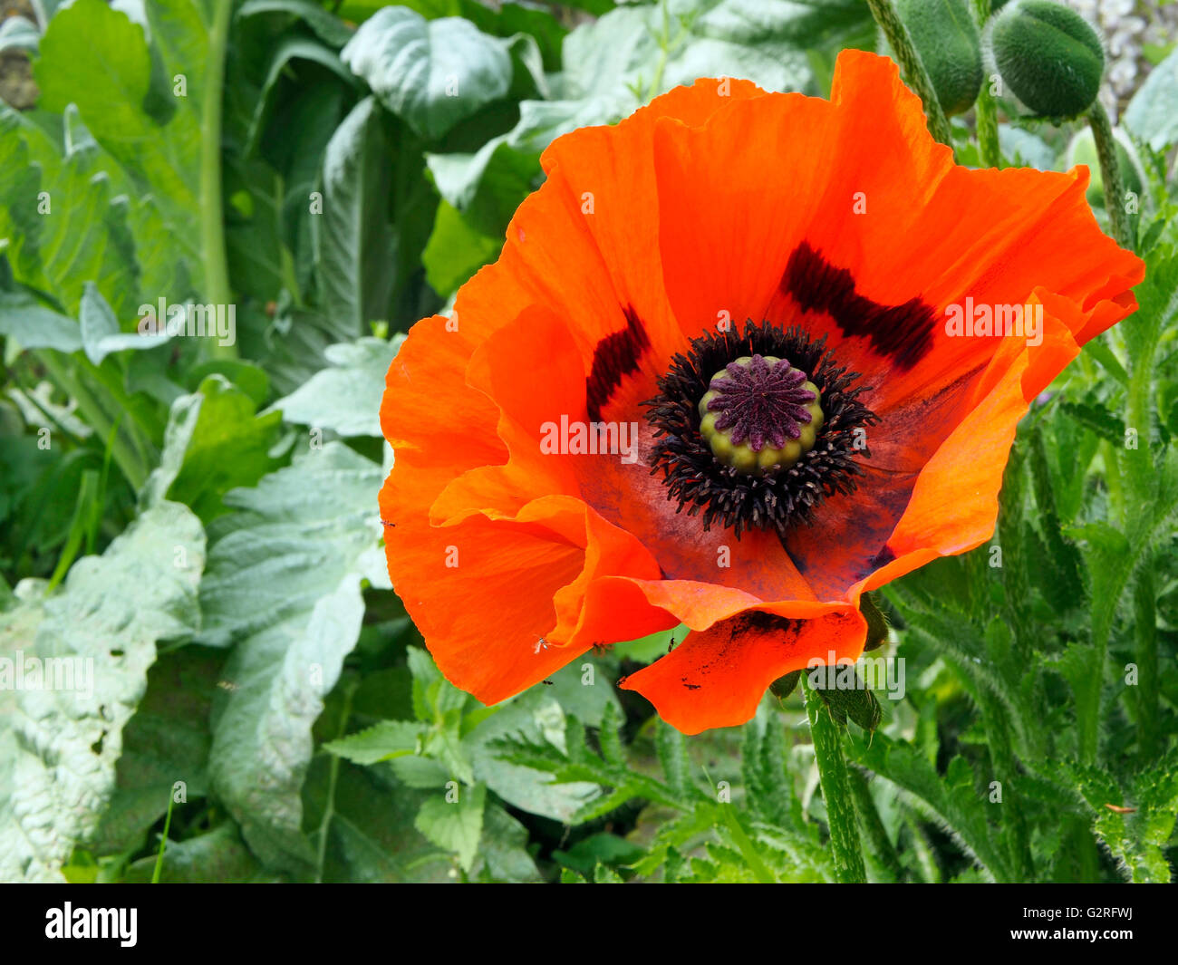 Papaver orientale brilliant red hi-res stock photography and images - Alamy