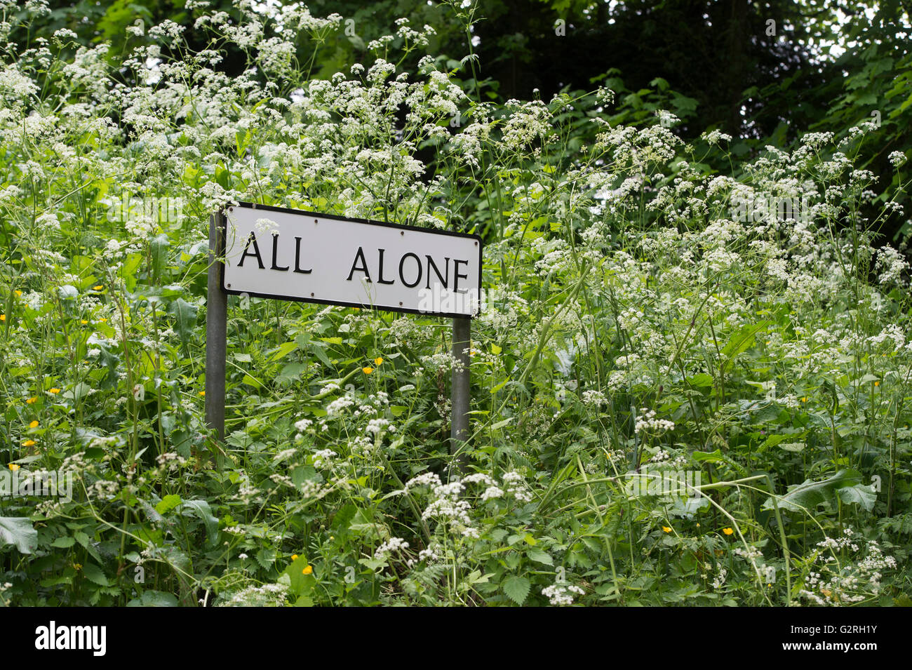All alone street sign overgrown by cow parsley. Northleach, Cotswolds ...