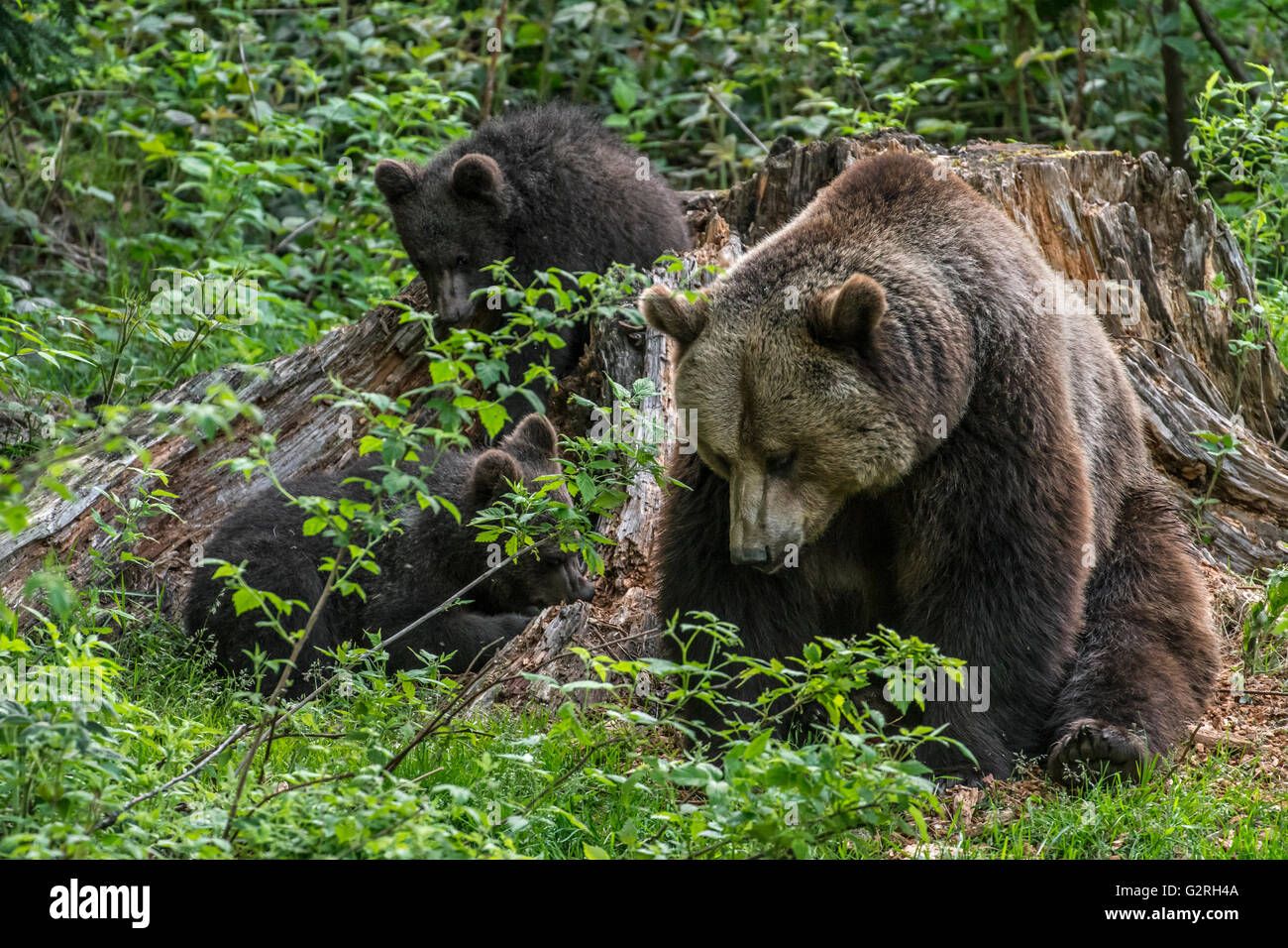 Brown bear eating insects hi-res stock photography and images - Alamy