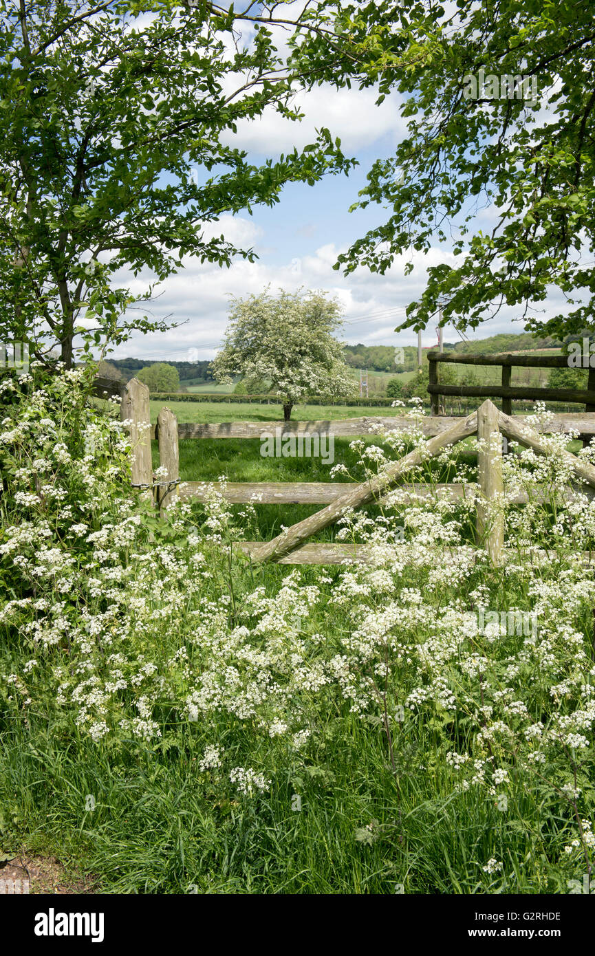 Old wooden farm gate surrounded by cow parsley in the english ...