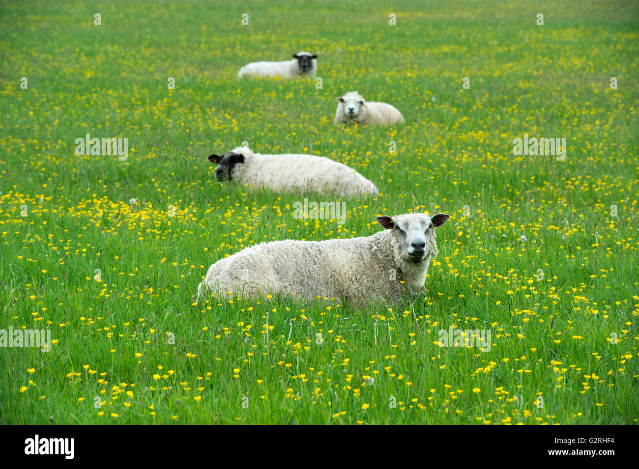 Quadrupedal ruminant mammals hi-res stock photography and images - Alamy