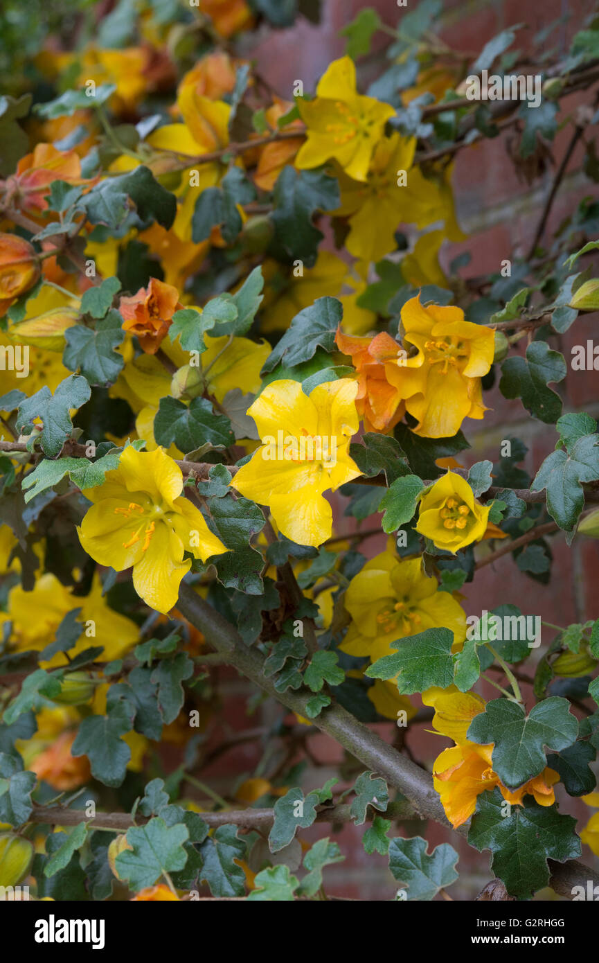 Fremontodendron 'California Glory'. Flannel bush 'California Glory ...