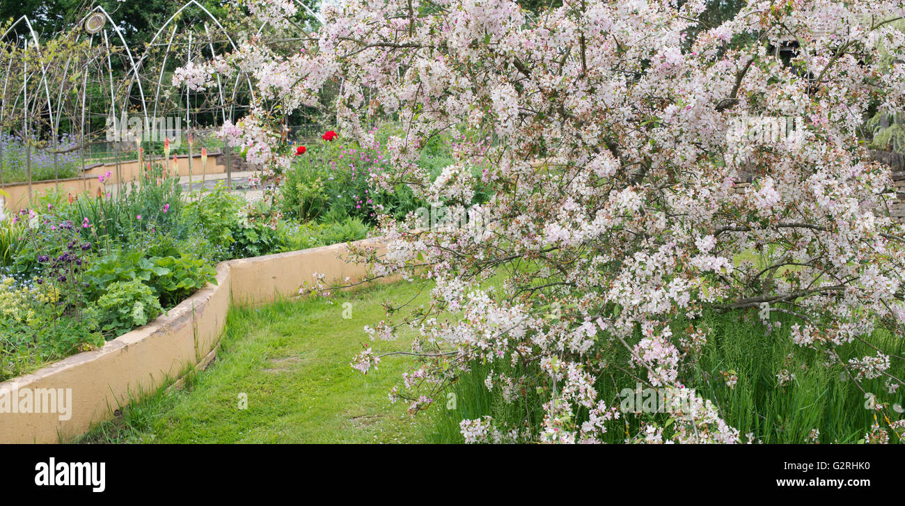 Ryton Organic gardens in spring. Warwickshire, England Stock Photo - Alamy
