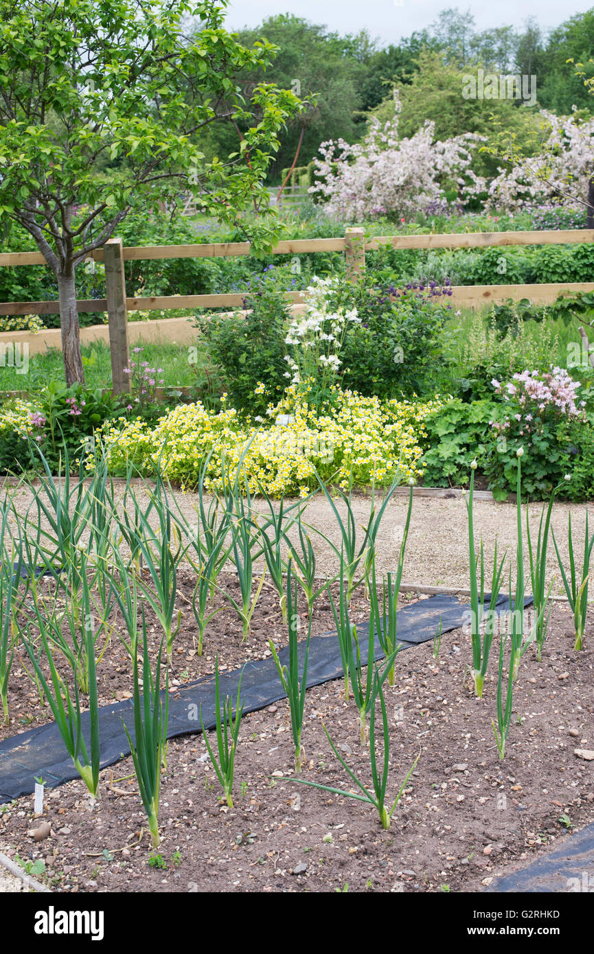 Vegetable allotment at Ryton Organic gardens in spring. Warwickshire ...