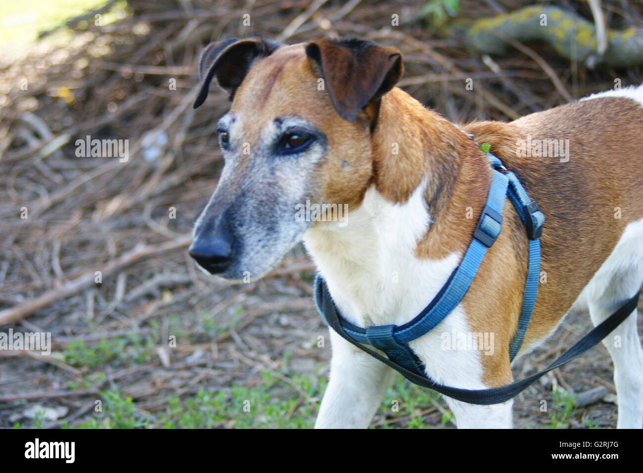 Animal hound hi-res stock photography and images - Alamy