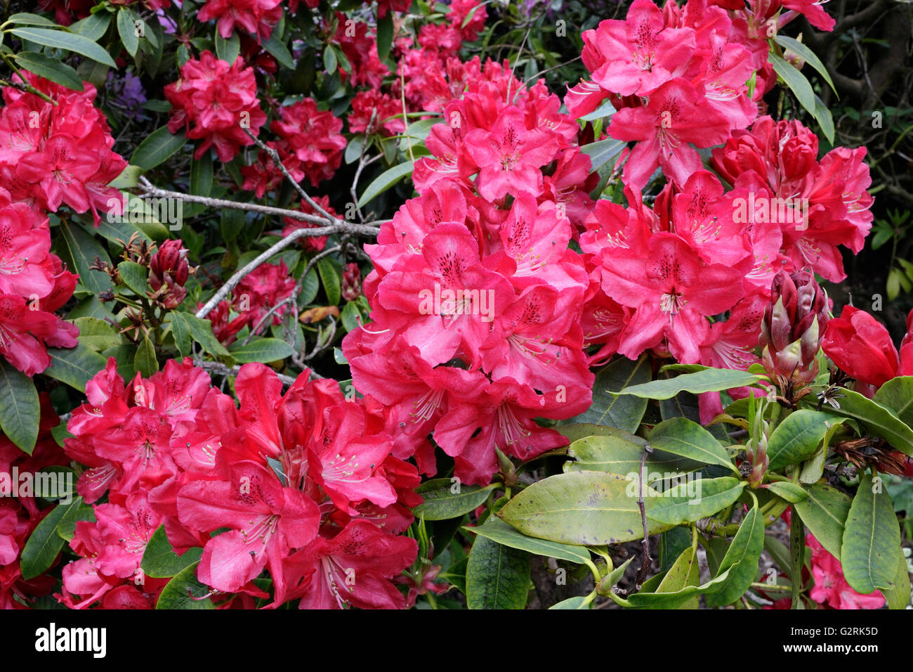 Red Azalea's flowers in bloom flowering shrub Rhododendron Stock Photo ...