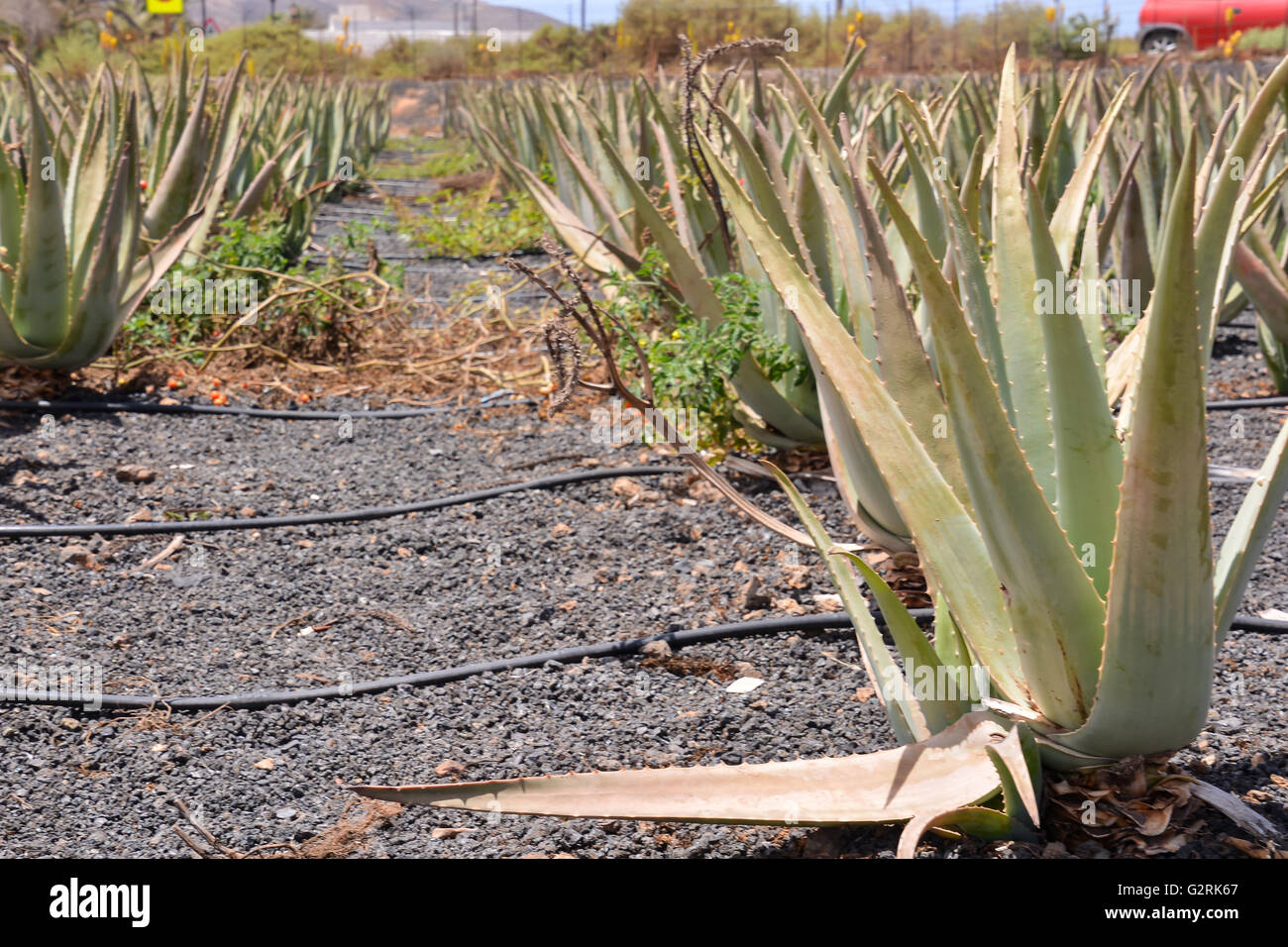 Medicinal Aloe Vera Plant in the Canary Islands Stock Photo - Alamy