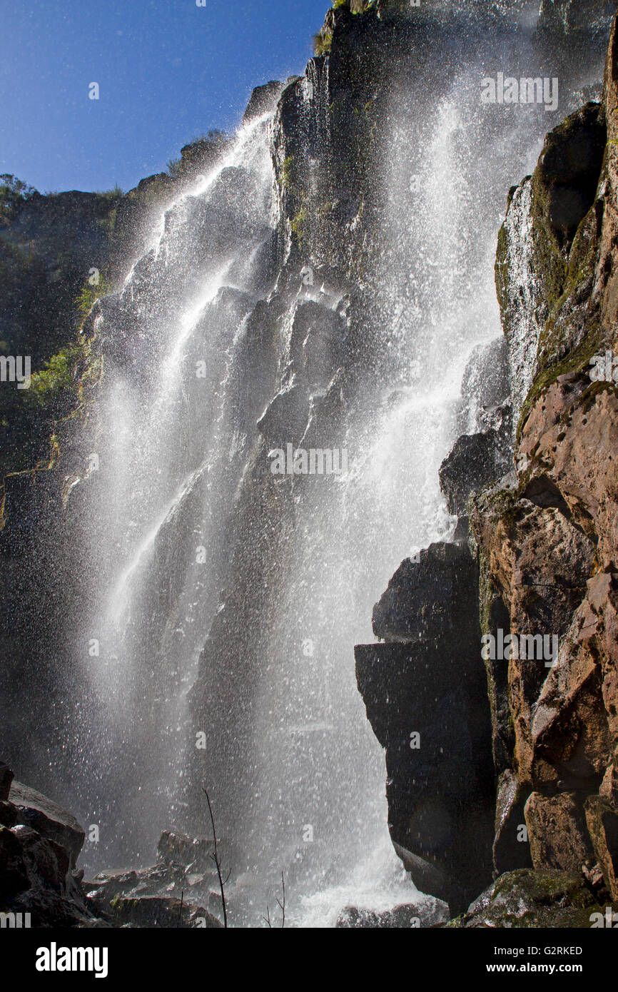 Waratah hi-res stock photography and images - Alamy