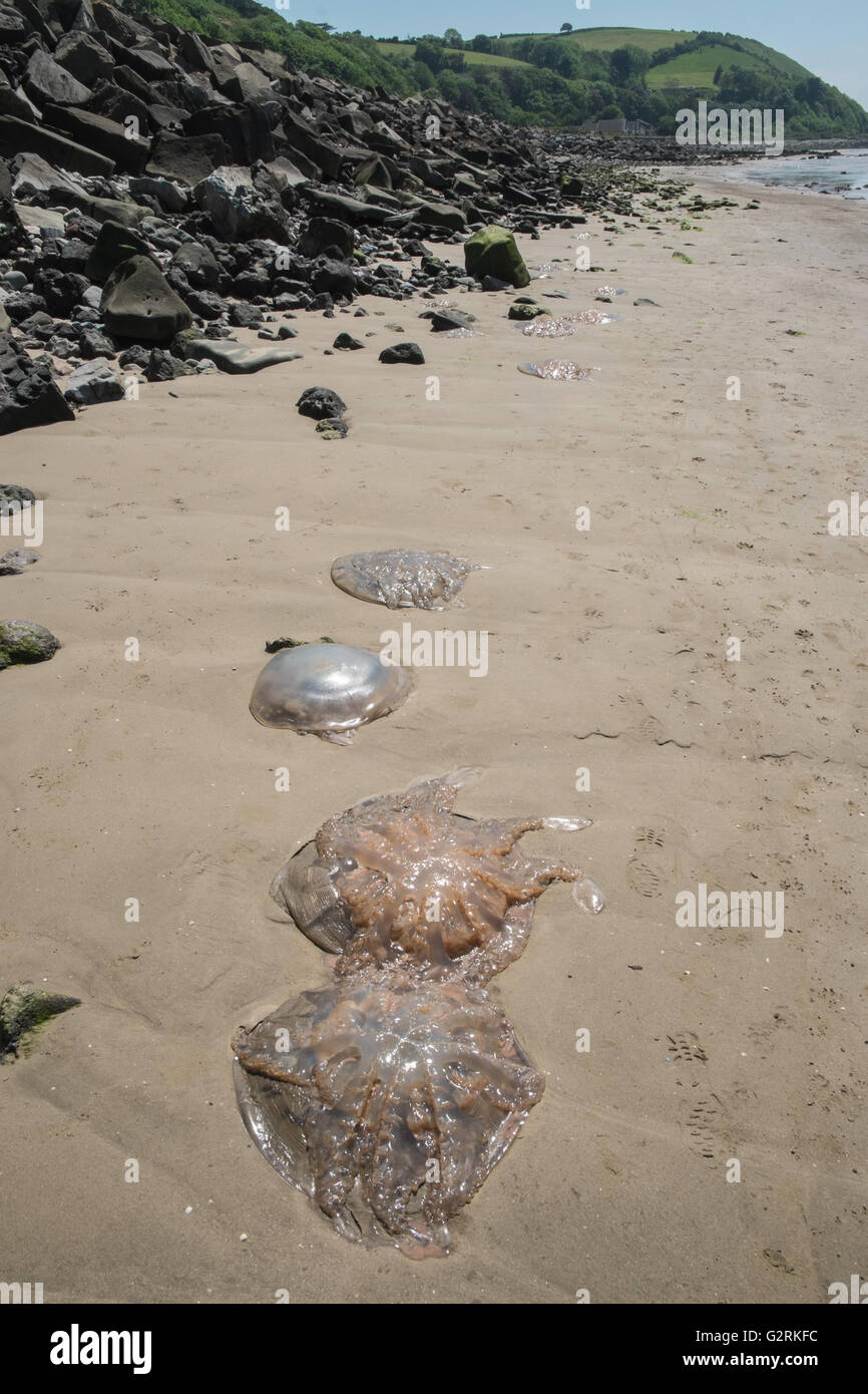 Jellyfish washed up on to beach at high tide on Ferryside Beach ...