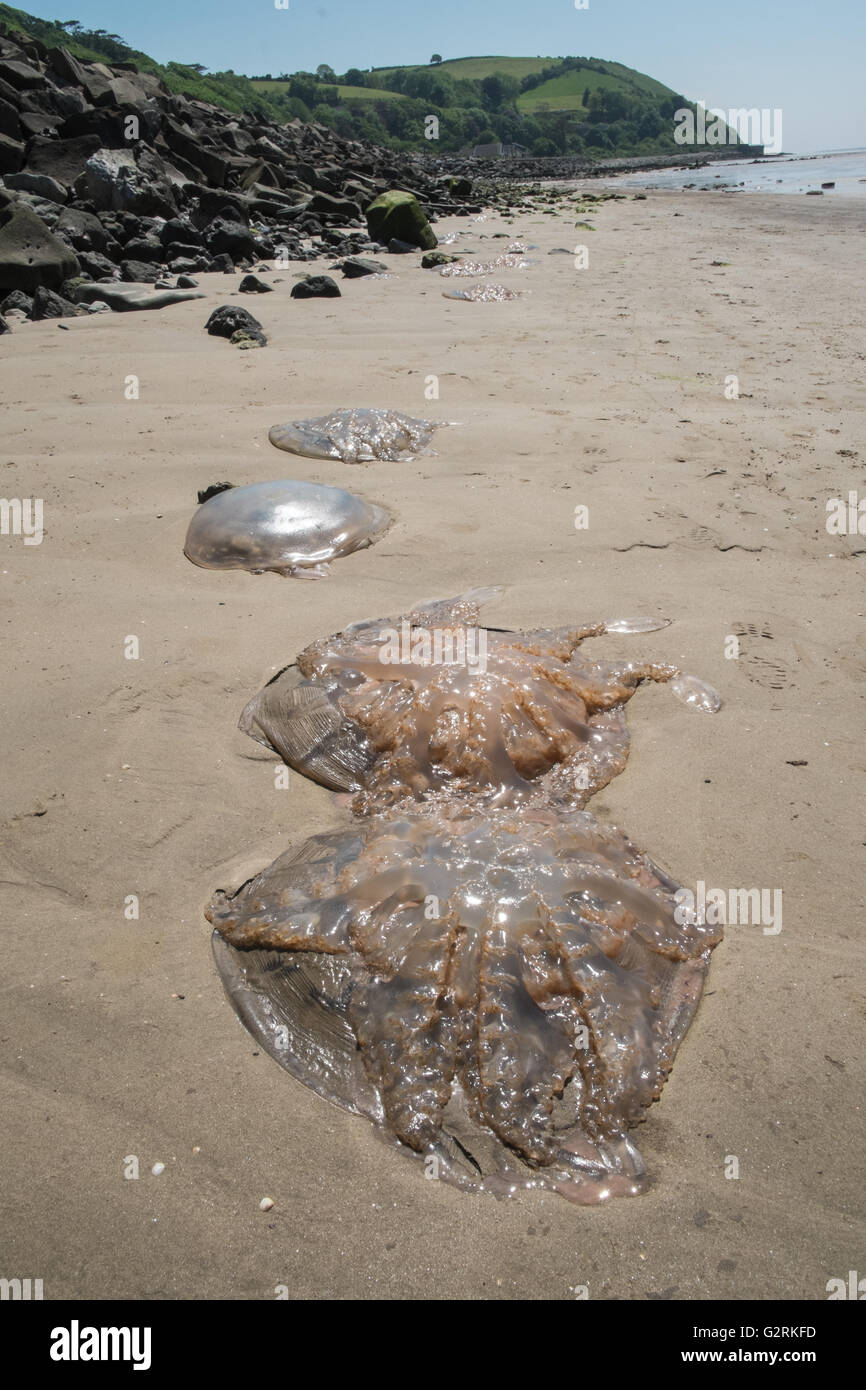Jellyfish washed up on to beach at high tide on Ferryside Beach ...