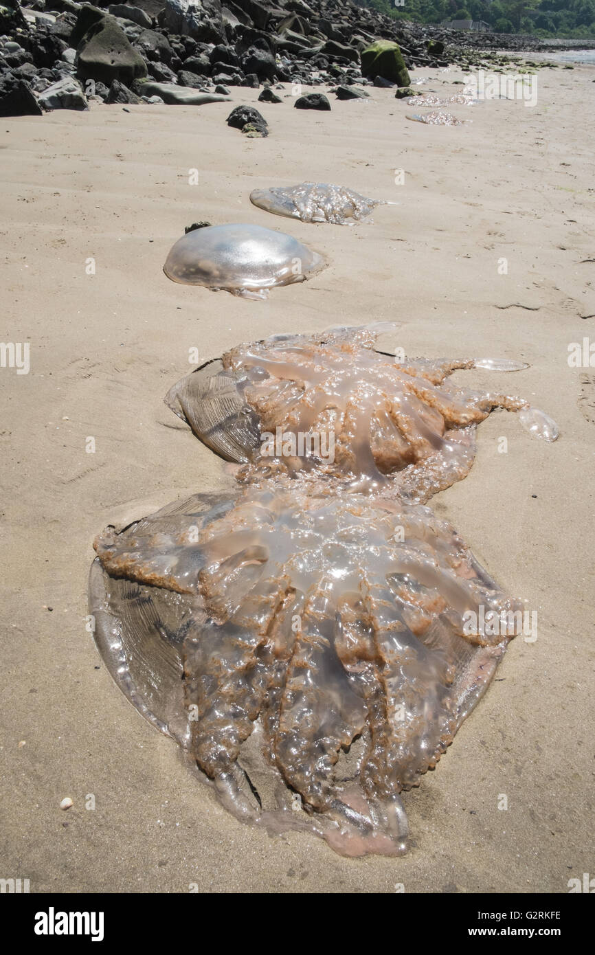 Stranded barrel jellyfish hi-res stock photography and images - Alamy