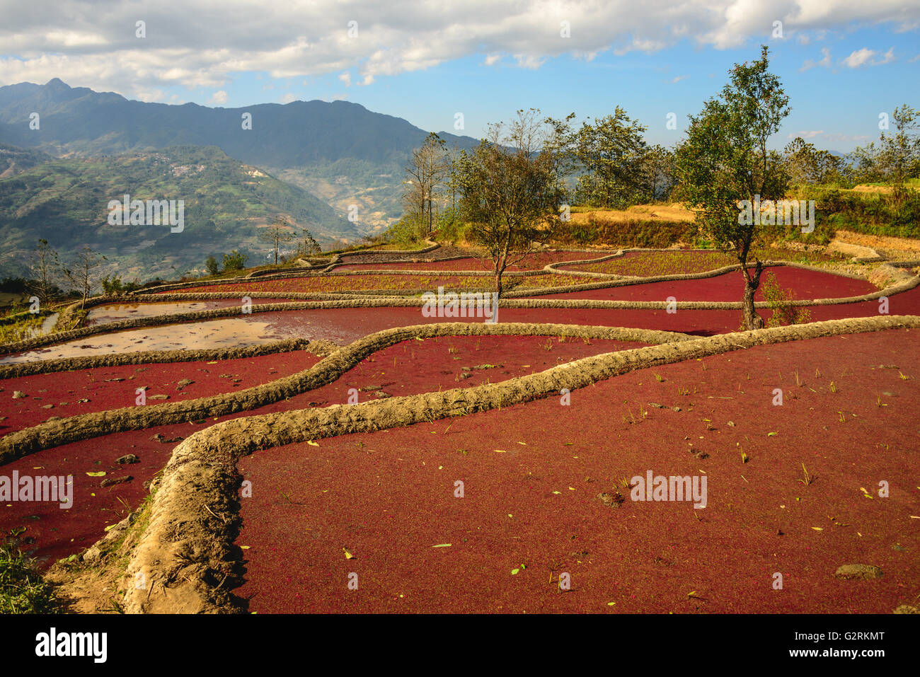 Rice fields coated in red duck weed in Yuanyang, China Stock Photo - Alamy