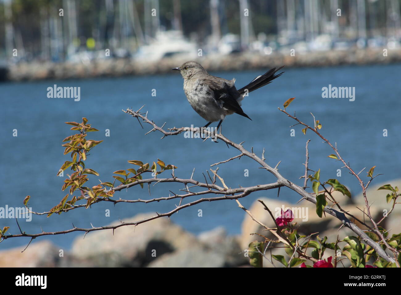 Bird sitting on tree branch while looking out at the ocean Stock Photo ...