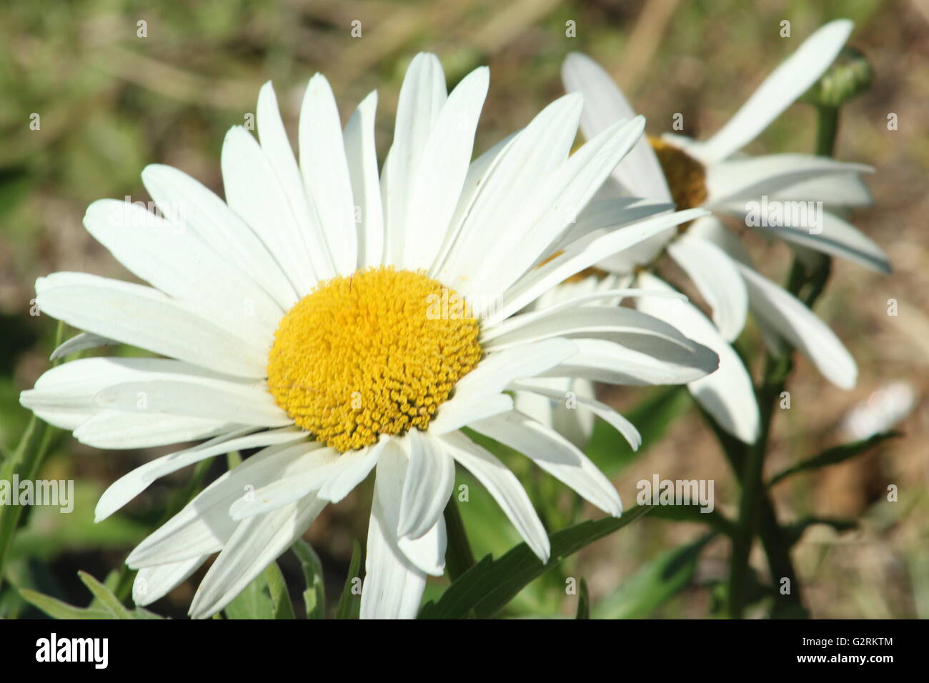 A vivid daisy Stock Photo - Alamy