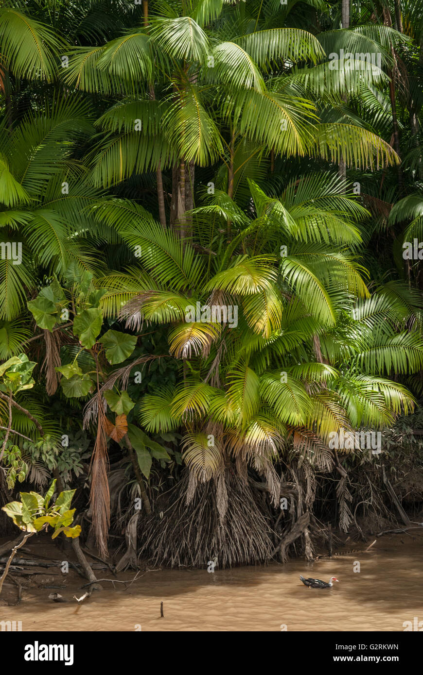 Acai berry tree hi-res stock photography and images - Alamy
