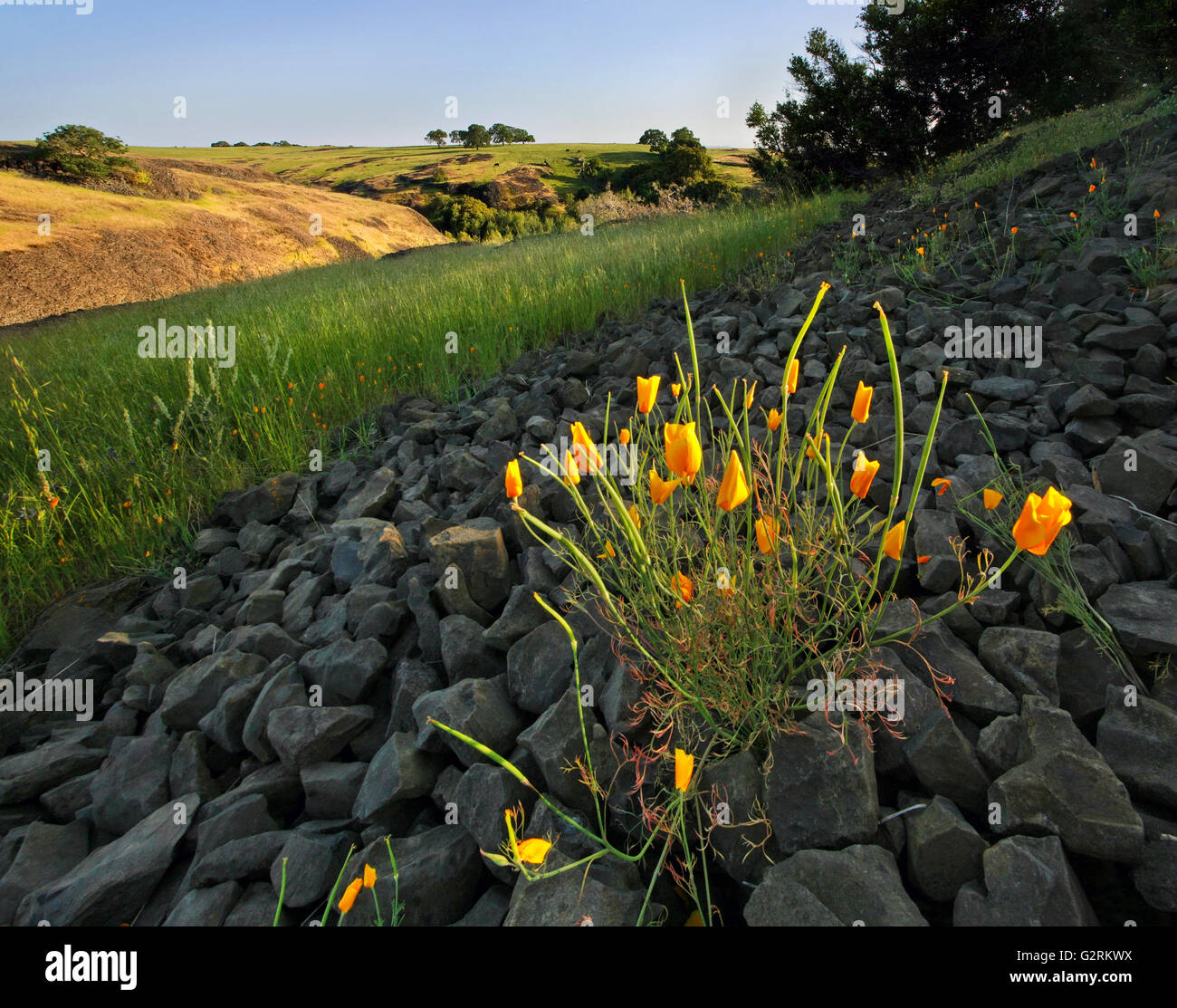 Golden poppies blooming on a California hillside in Spring Stock Photo ...