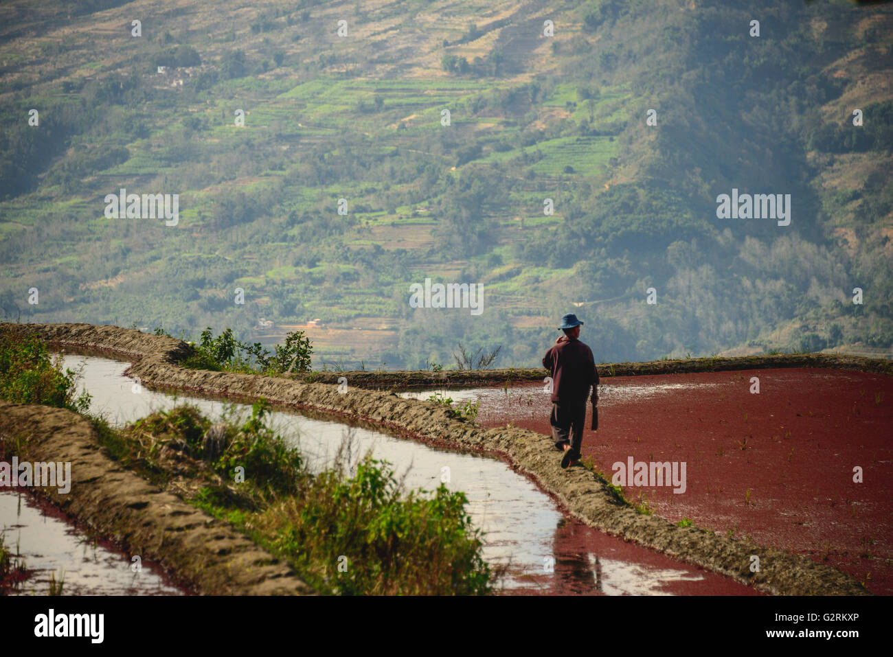 Rice fields coated in red duck weed in Yuanyang, China Stock Photo - Alamy