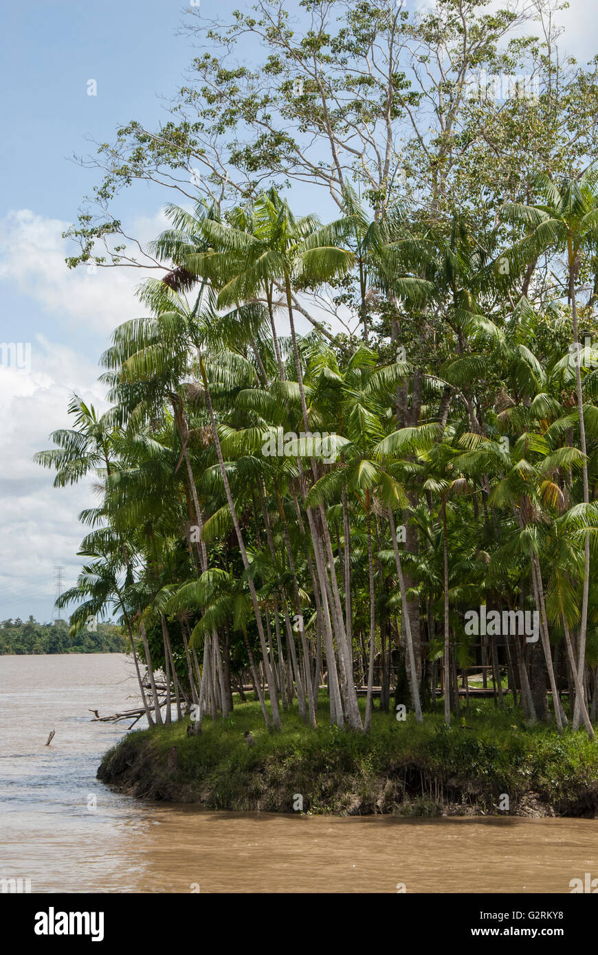 Acai berry tree hi-res stock photography and images - Alamy