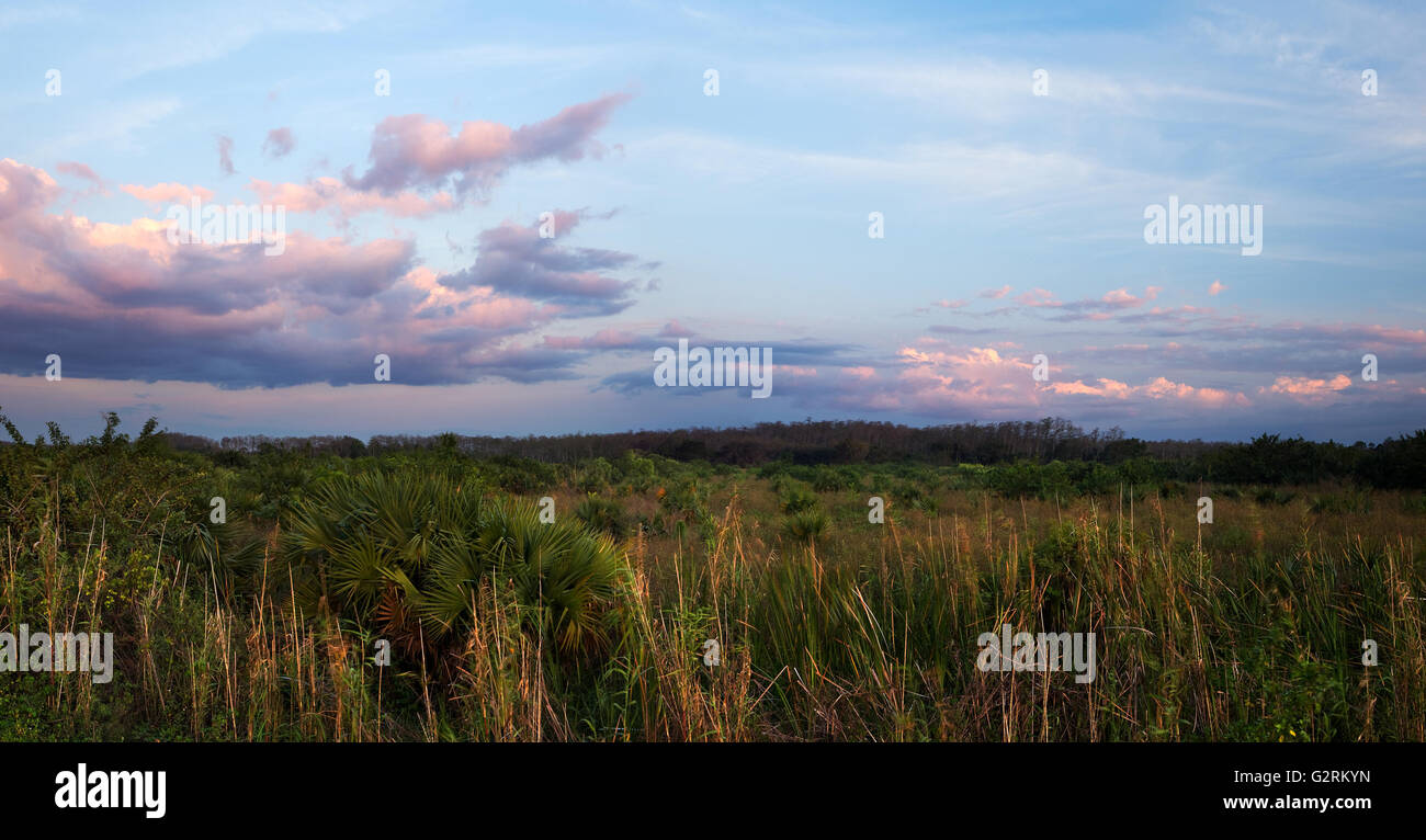 A peaceful calm suset over Florida Everglades sawgrass prairies Stock ...