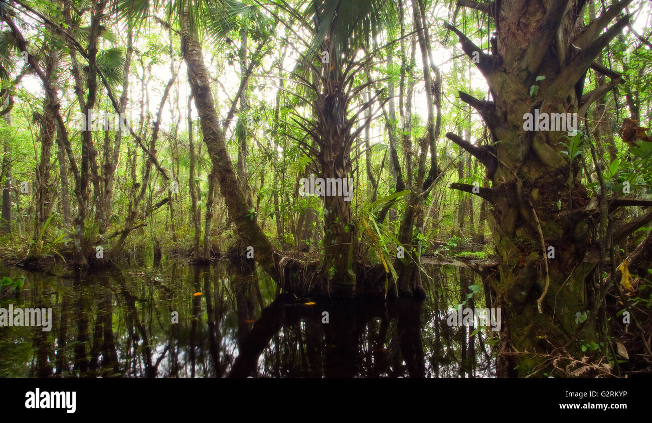 Fakatchee hi-res stock photography and images - Alamy