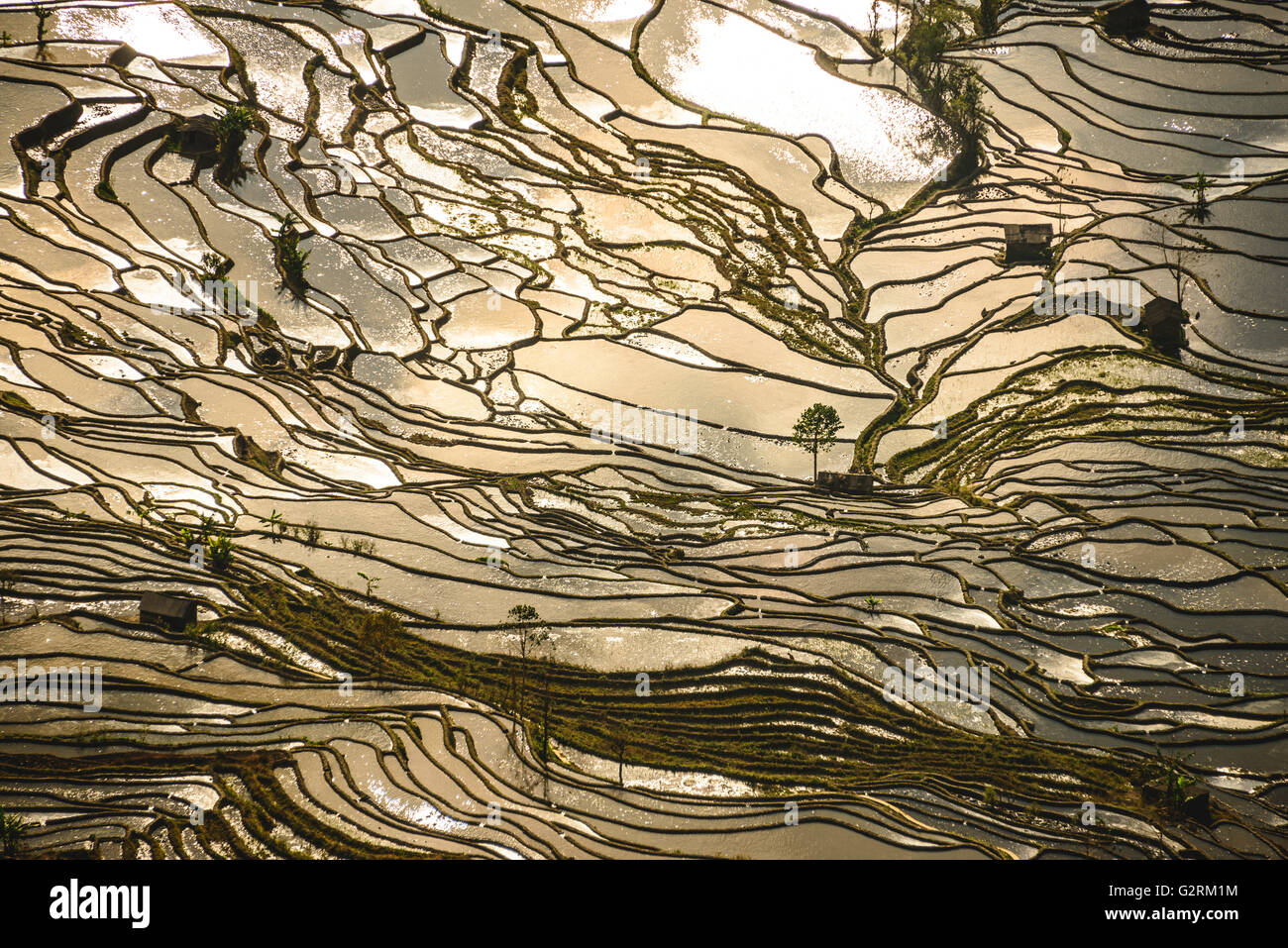 Sunset reflections over rice fields in Yuanyang, China Stock Photo - Alamy