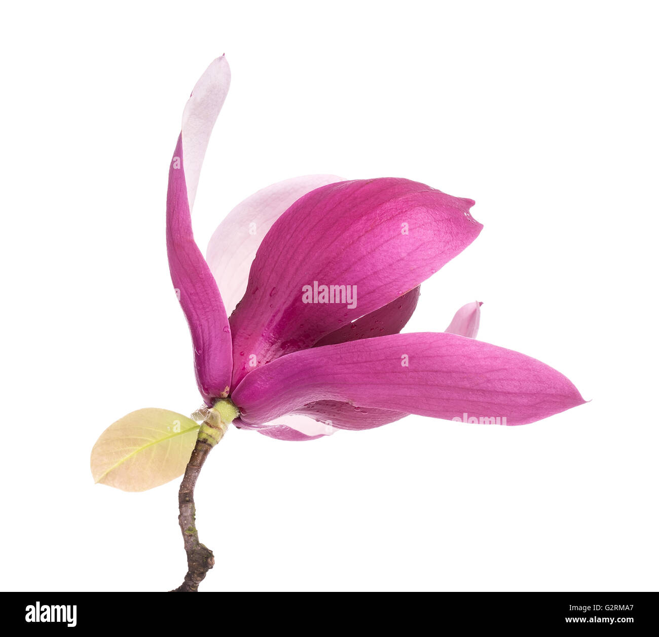 Magnolia magnolia soulangeana Cut Out Stock Images & Pictures - Alamy