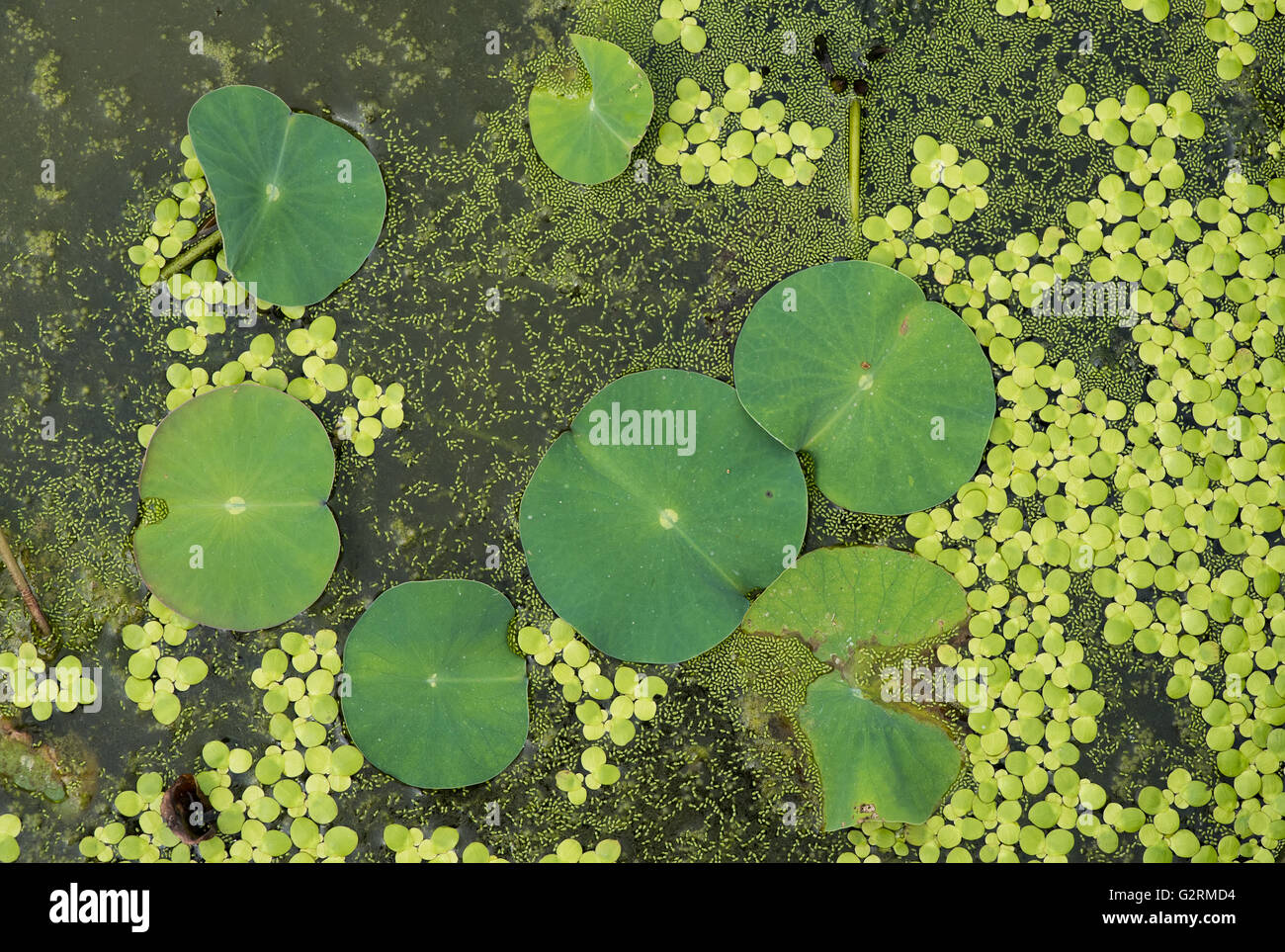 Texture with leaves of water lilies Stock Photo - Alamy