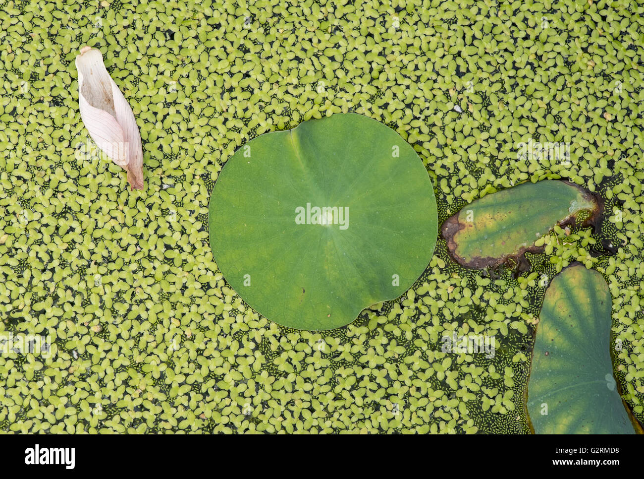 Texture with leaves of water lilies Stock Photo - Alamy