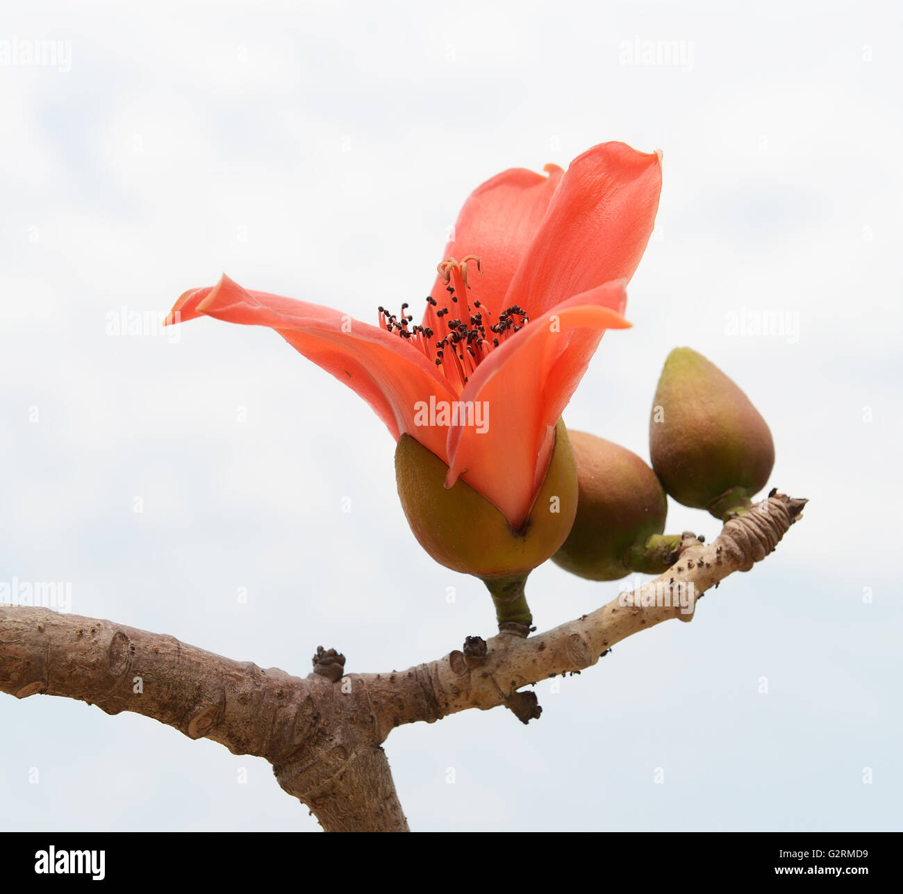 The kapok tree florida hi-res stock photography and images - Alamy