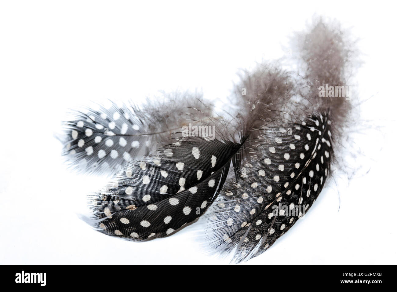 Guinea fowl feathers Cut Out Stock Images & Pictures - Alamy
